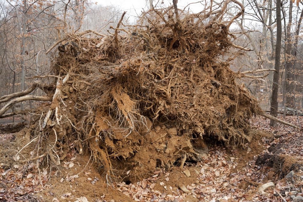 Rootballs by Ben Marcin - South x Southeast photomagazine