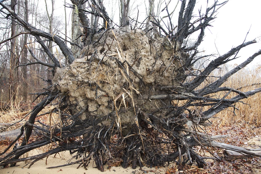 Rootballs by Ben Marcin - South x Southeast photomagazine