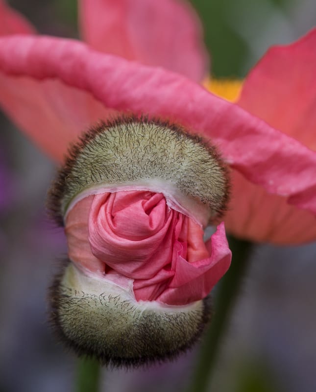 Brandywine by David Foster - South x Southeast photomagazine