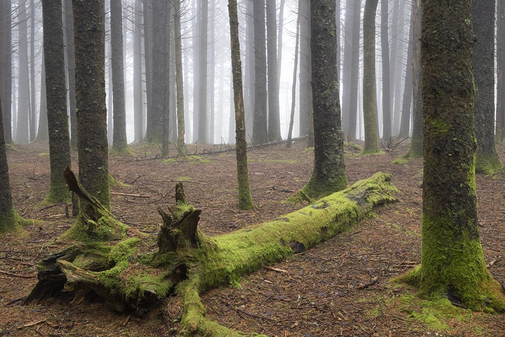 Unaka Mountain, A Land of Enchantment | Jeffrey Stoner - South x ...