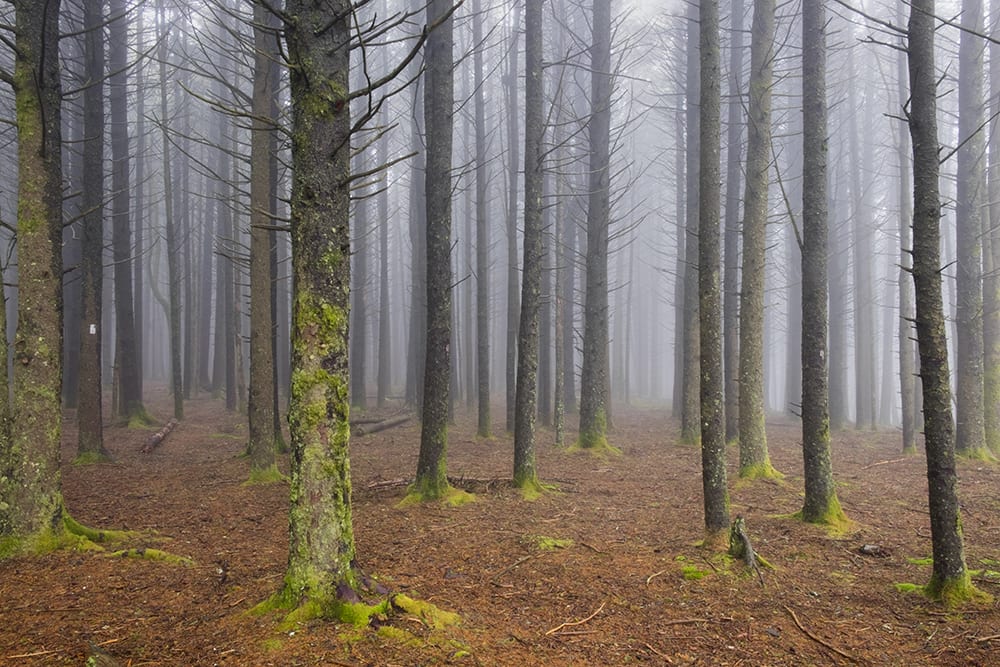 Unaka Mountain, A Land of Enchantment | Jeffrey Stoner - South x ...