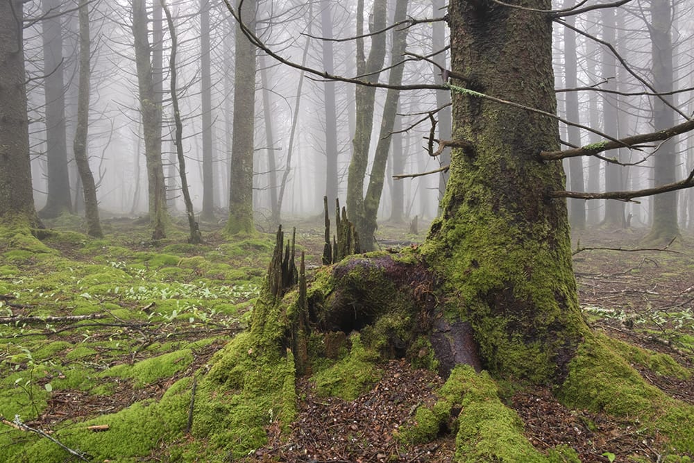 Unaka Mountain, A Land of Enchantment | Jeffrey Stoner - South x ...