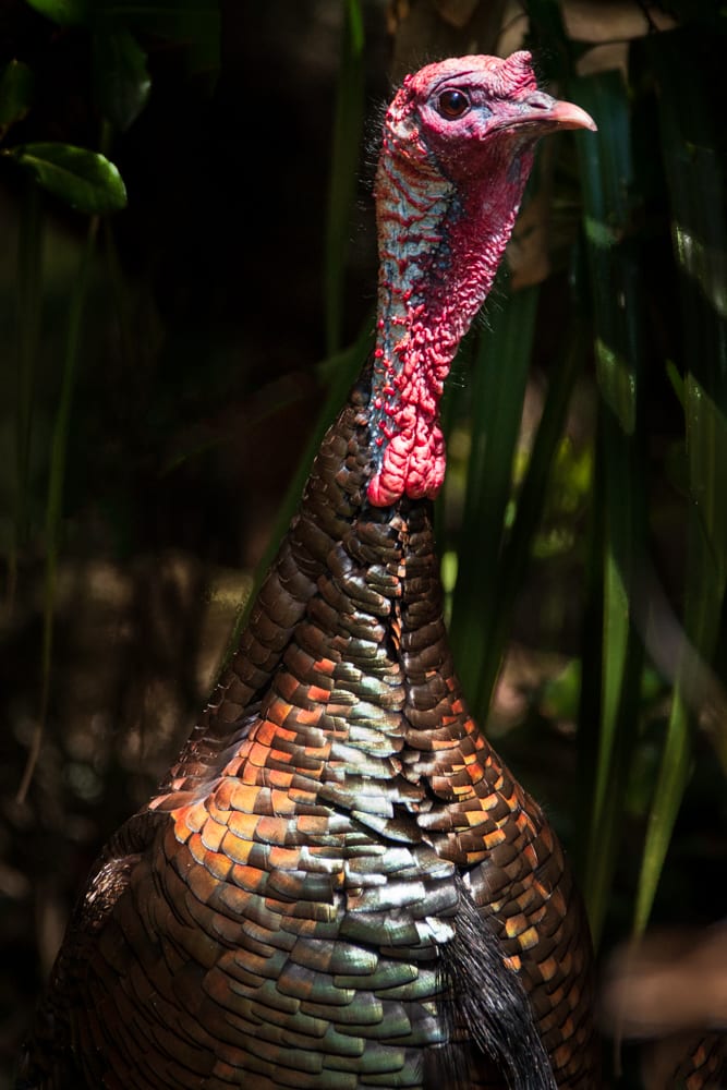 SxSE PhotoWorkshops on Cumberland Island & in the Okefenokee Swamp ...