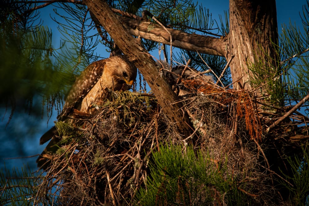 SxSE PhotoWorkshops on Cumberland Island & in the Okefenokee Swamp ...